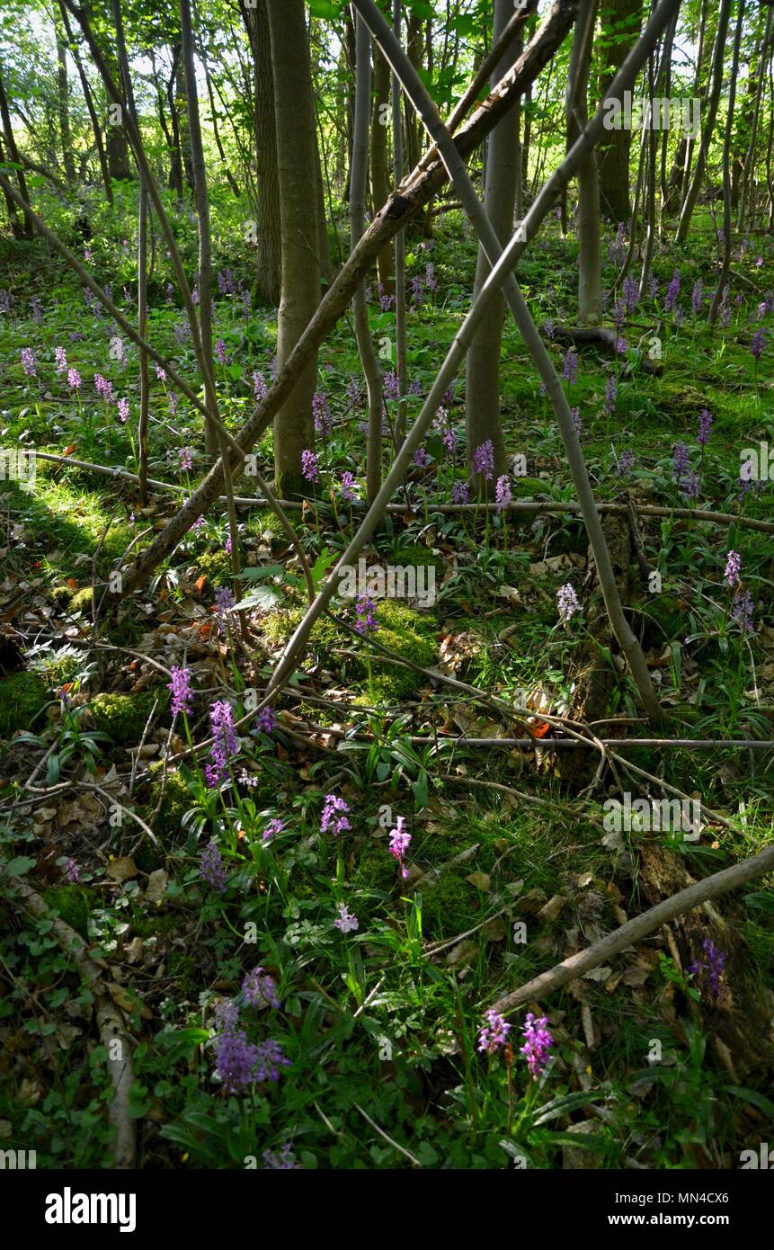 Sonne und schatten orchideen -Fotos und -Bildmaterial in hoher ...
