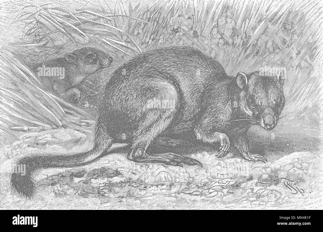 Rat tailed -Fotos und -Bildmaterial in hoher Auflösung – Alamy