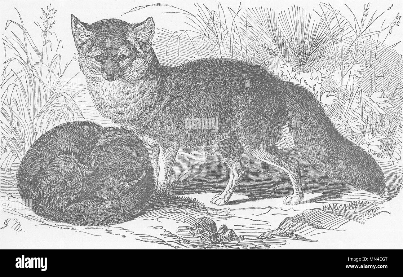 Füchse. Der graue Fuchs 1893 alte antike vintage Bild drucken ...