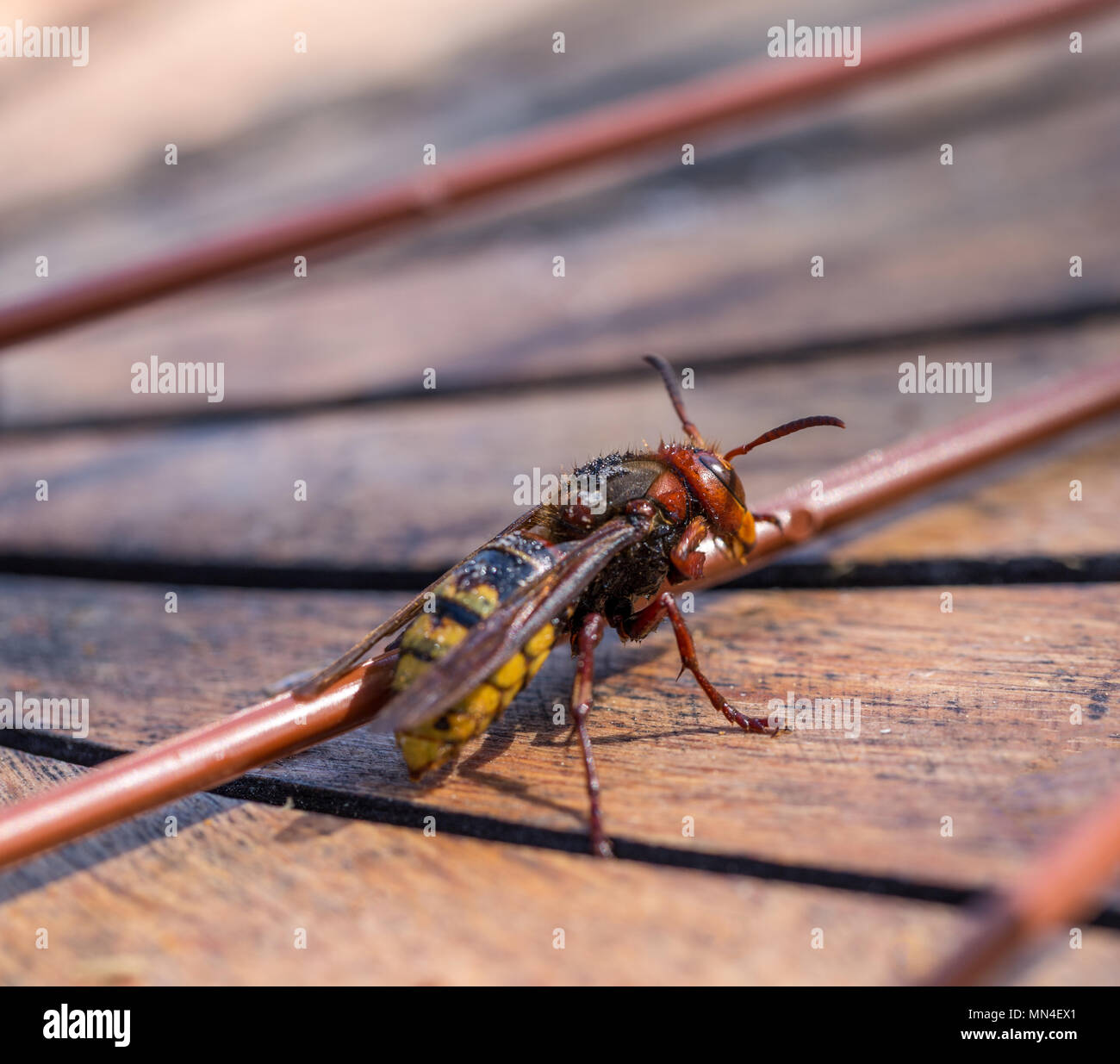 Europäische Hornisse Stockfotos und -bilder Kaufen - Alamy