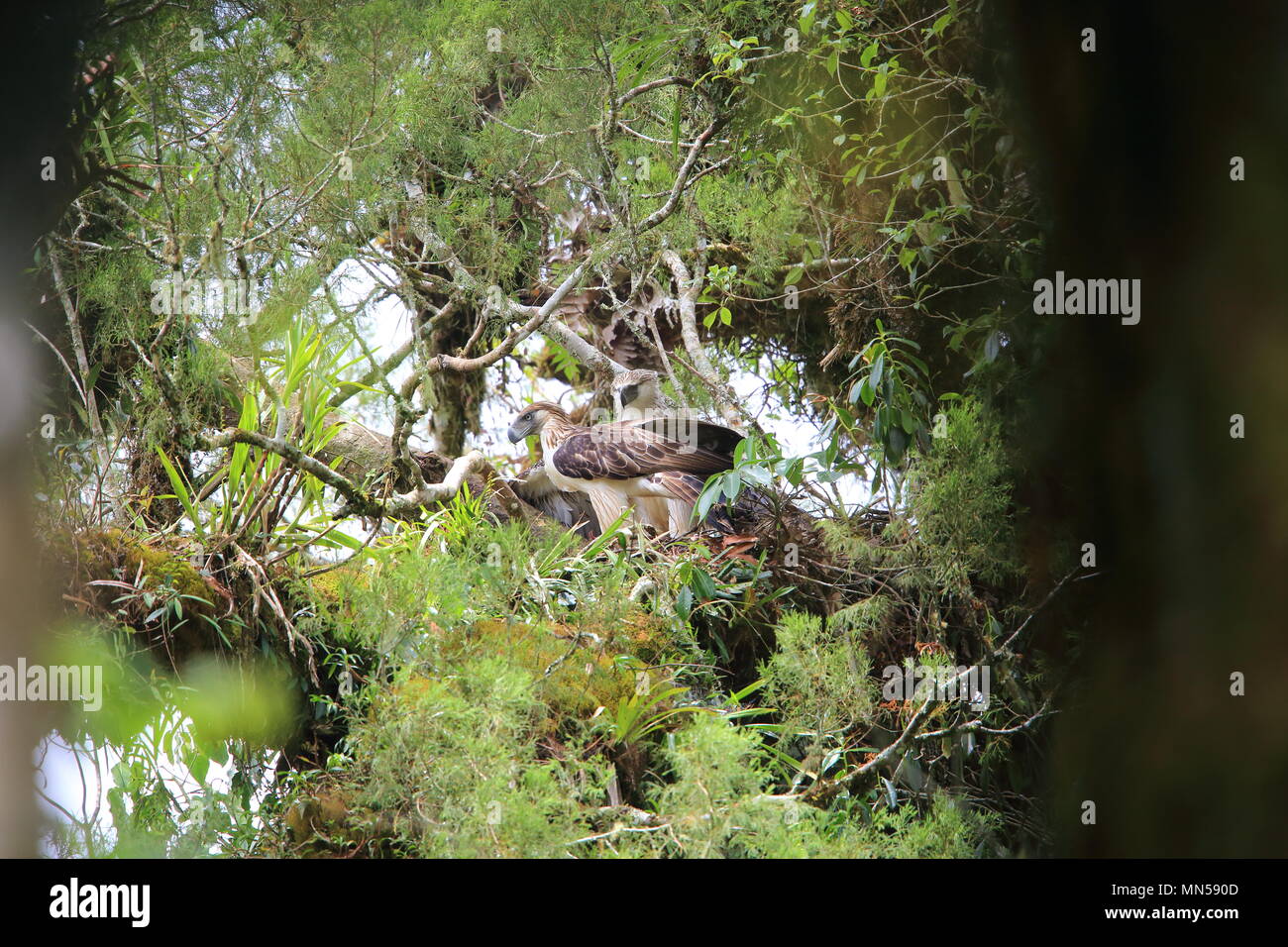 Philippine Eagle Pithecophaga Jefferyi Philippines Eagle Stockfotos und ...