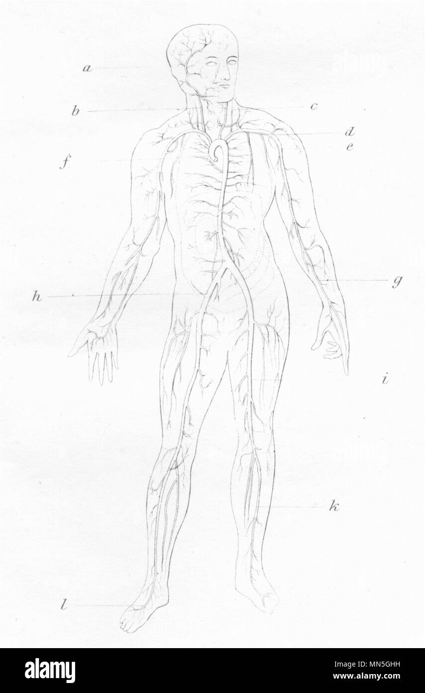 Anatomie. Arterien des Menschen 1880 alte antike vintage Bild drucken ...