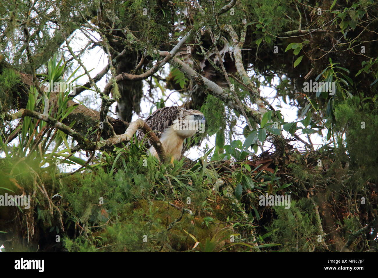 Philippine Eagle Pithecophaga Jefferyi Philippines Eagle Stockfotos und ...
