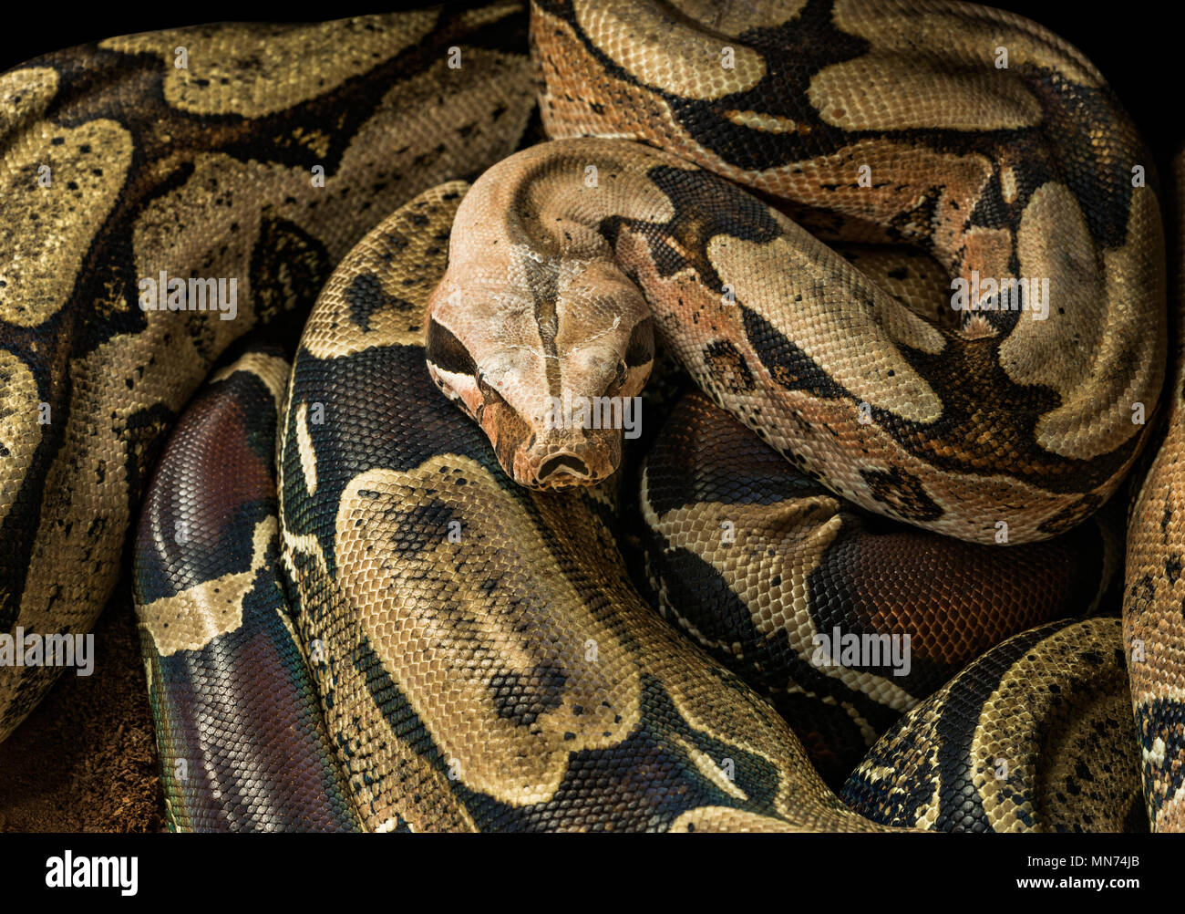 Boa constrictor constrictor -Fotos und -Bildmaterial in hoher Auflösung ...