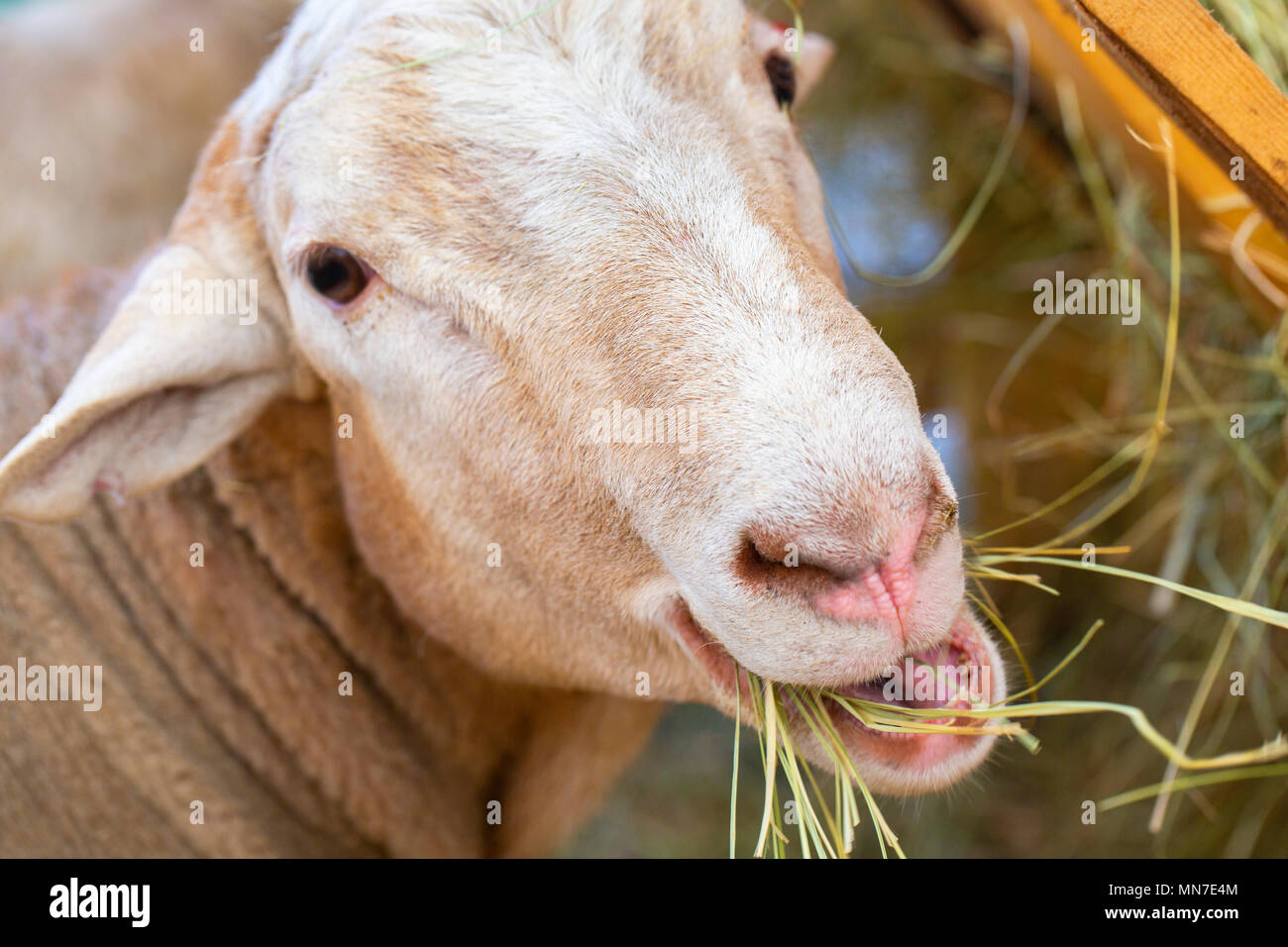 Toggenburg goat farm -Fotos und -Bildmaterial in hoher Auflösung – Alamy