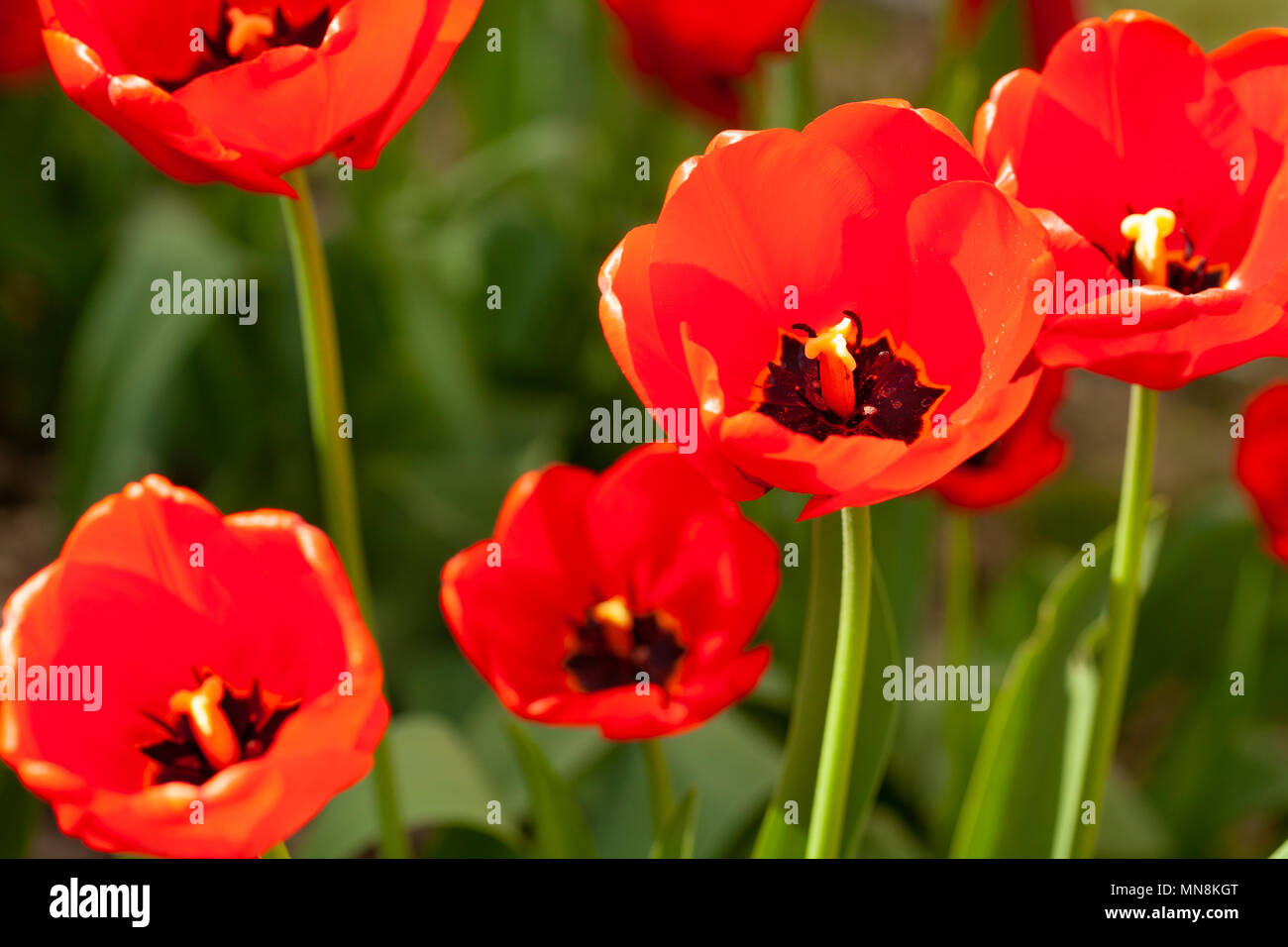 Rote offene tulpen -Fotos und -Bildmaterial in hoher Auflösung – Alamy