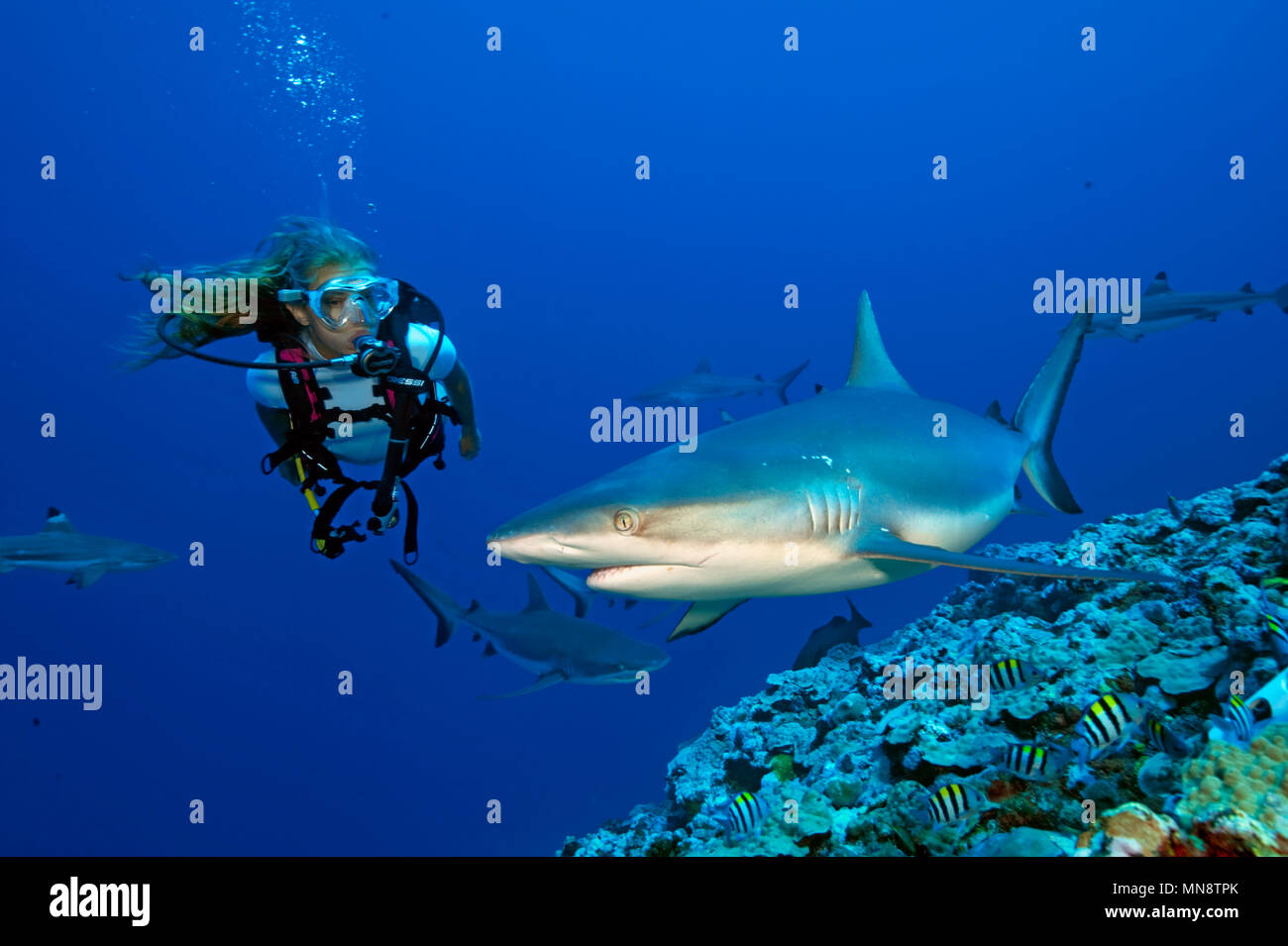 Hai familie -Fotos und -Bildmaterial in hoher Auflösung – Alamy