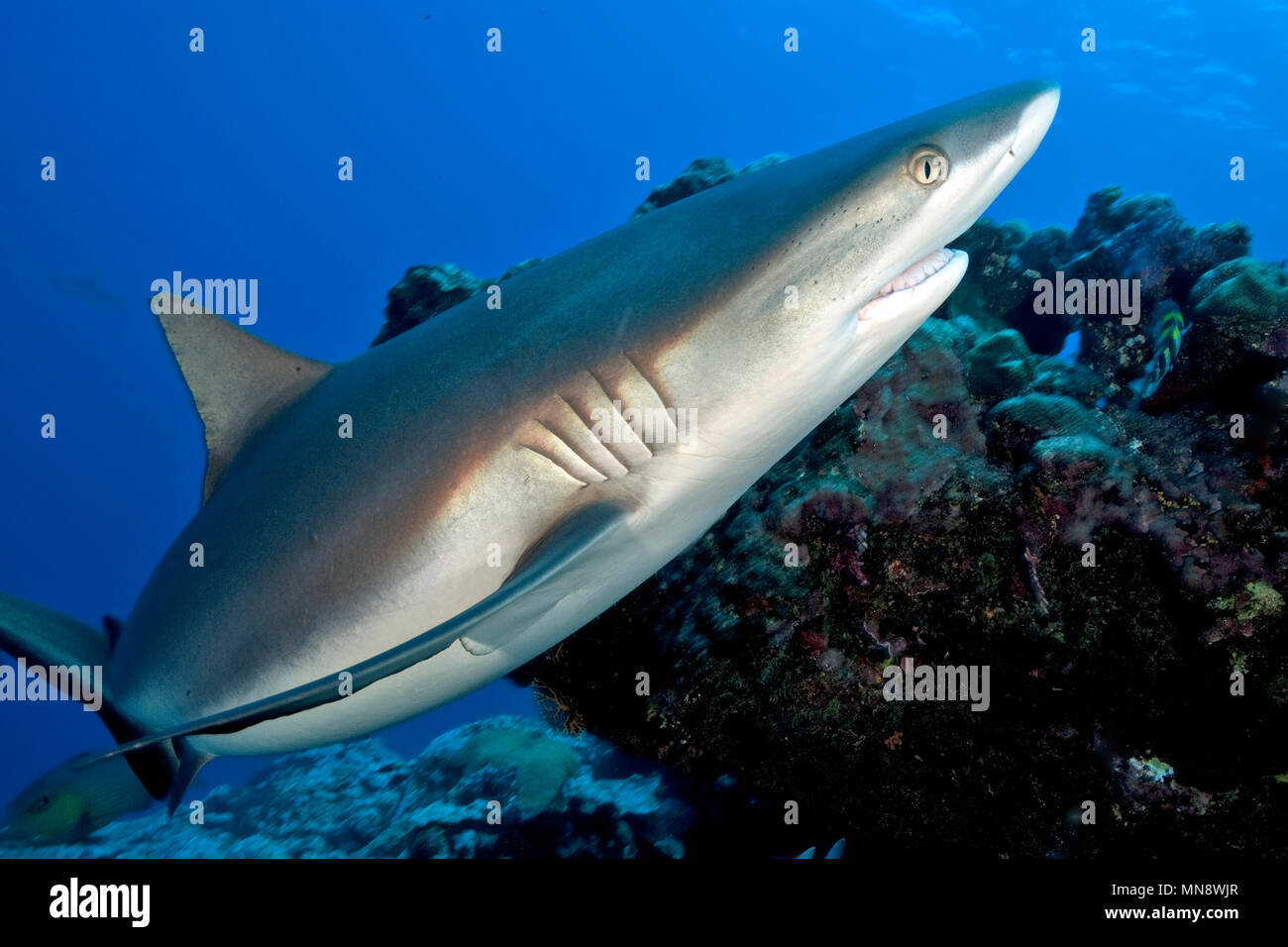 Gefaehrliche haie -Fotos und -Bildmaterial in hoher Auflösung – Alamy