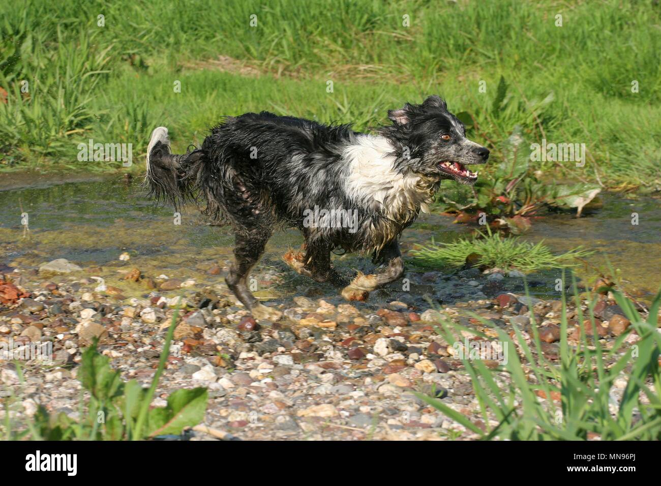 Tiger bach -Fotos und -Bildmaterial in hoher Auflösung – Alamy
