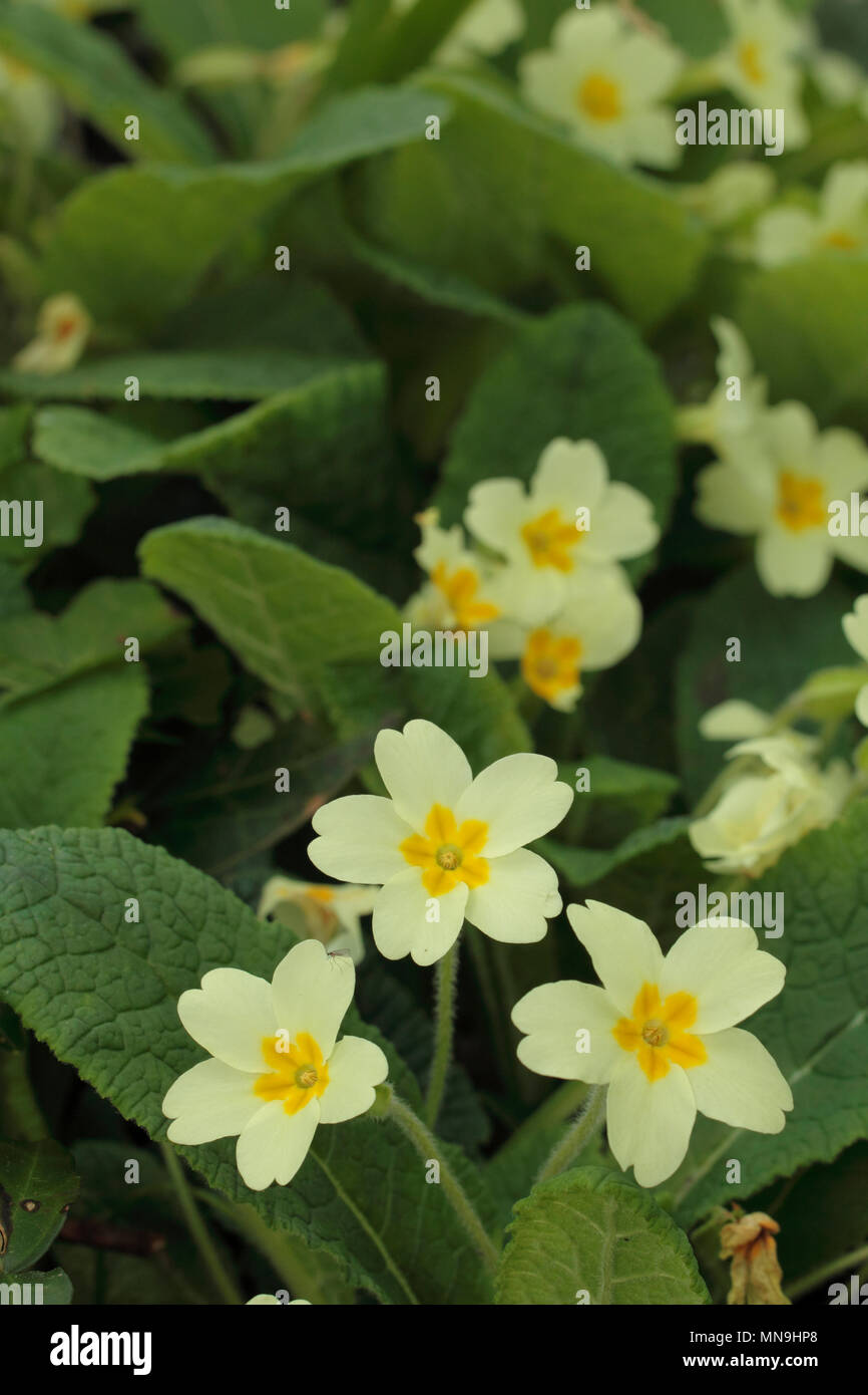 Primula sepal -Fotos und -Bildmaterial in hoher Auflösung – Alamy