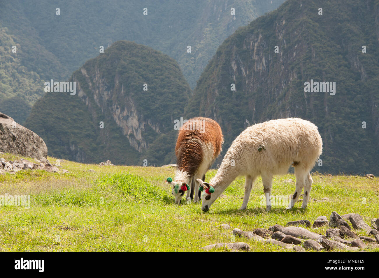 Machu Picchu Buildings In Peru Stockfotos und -bilder Kaufen - Alamy