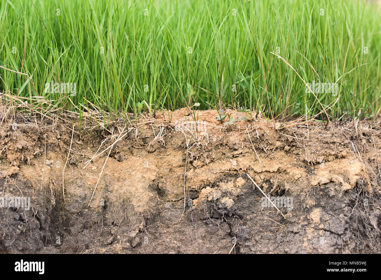 Cross section grass soil -Fotos und -Bildmaterial in hoher Auflösung ...
