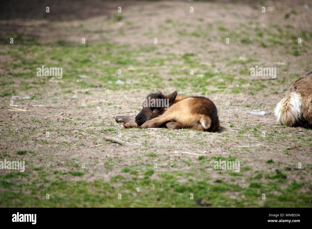 Sleeping calf -Fotos und -Bildmaterial in hoher Auflösung – Alamy
