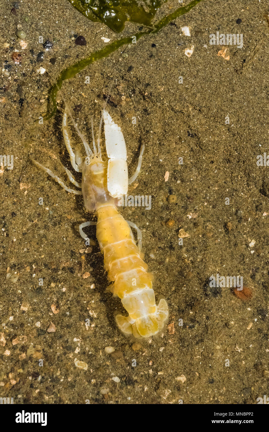 Ghost shrimp neotrypaea californiensis -Fotos und -Bildmaterial in ...