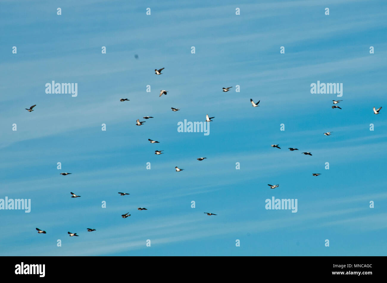 Tauben im flug -Fotos und -Bildmaterial in hoher Auflösung – Alamy