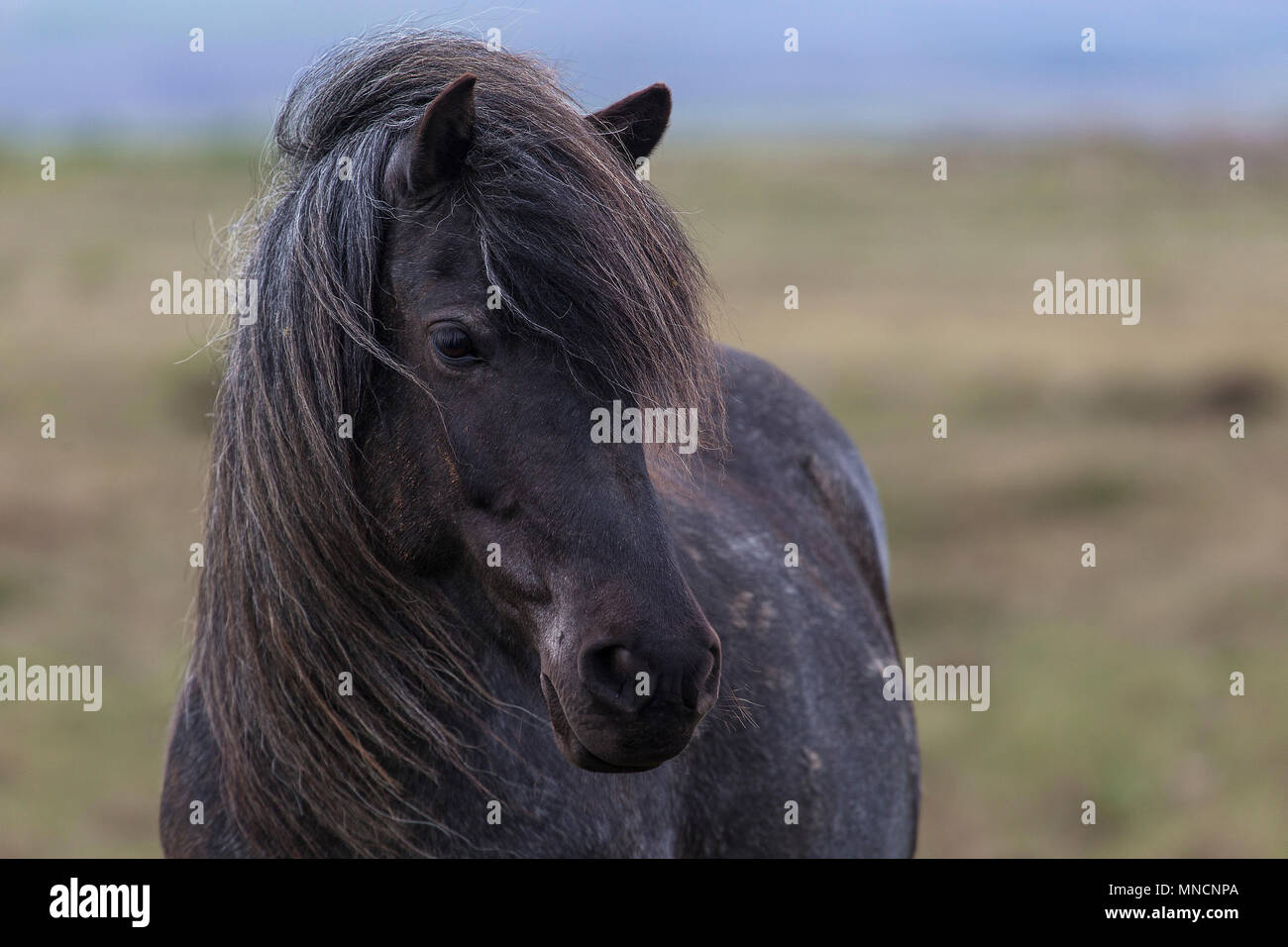 Pferd island tier -Fotos und -Bildmaterial in hoher Auflösung – Alamy