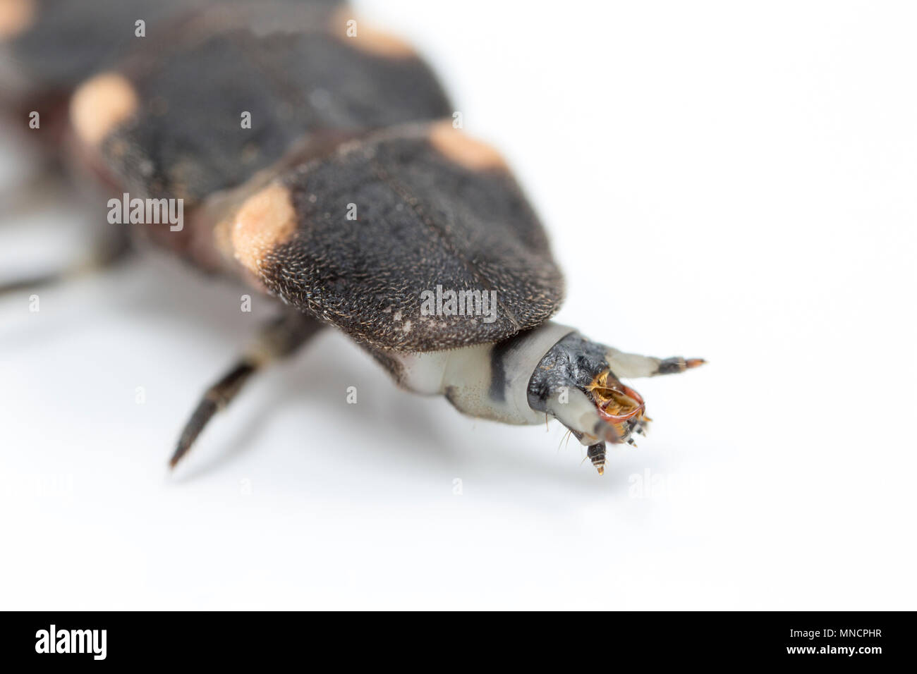 Glühwurm mund teile -Fotos und -Bildmaterial in hoher Auflösung – Alamy