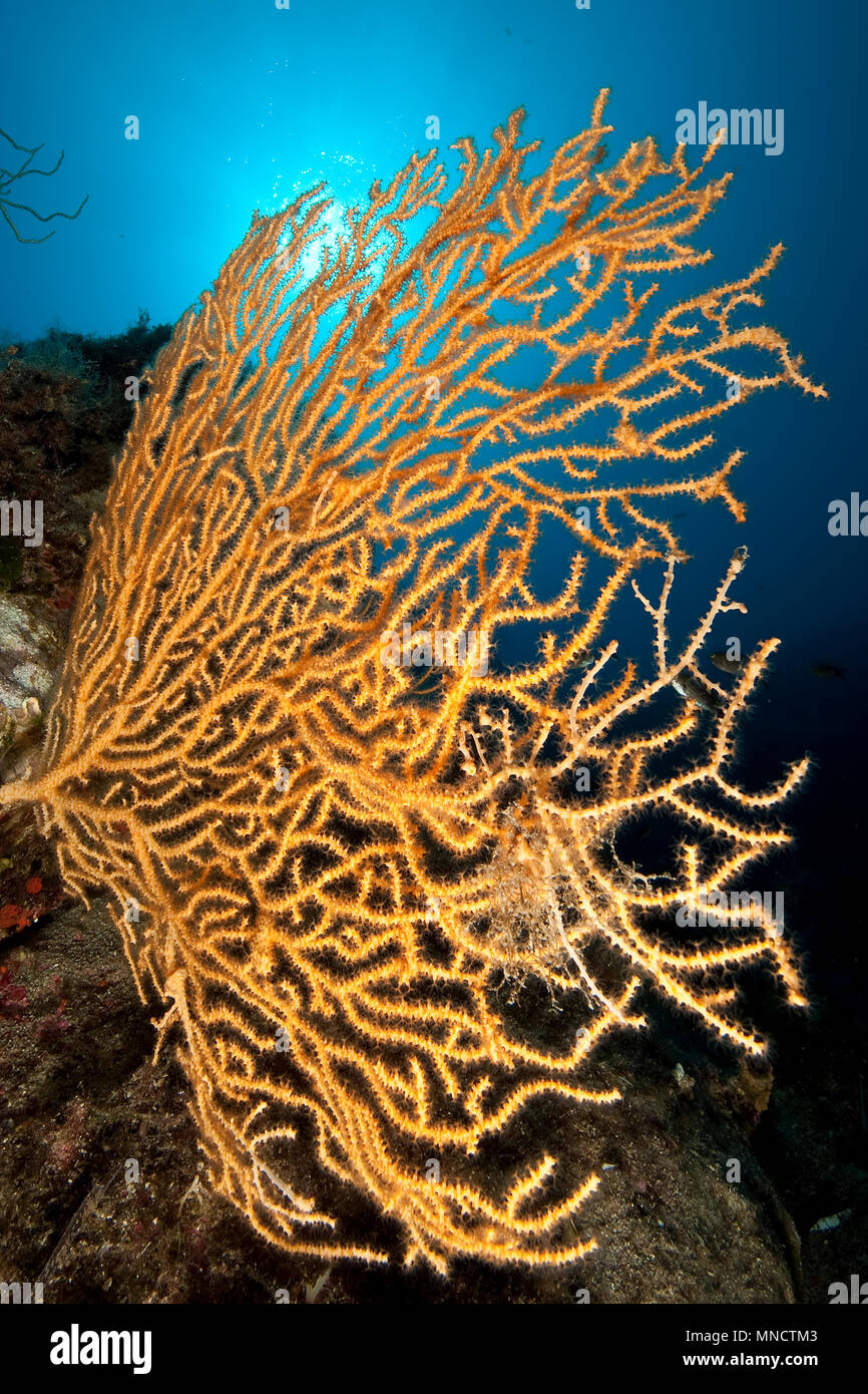 Gorgonia Coral Stockfotos und -bilder Kaufen - Alamy