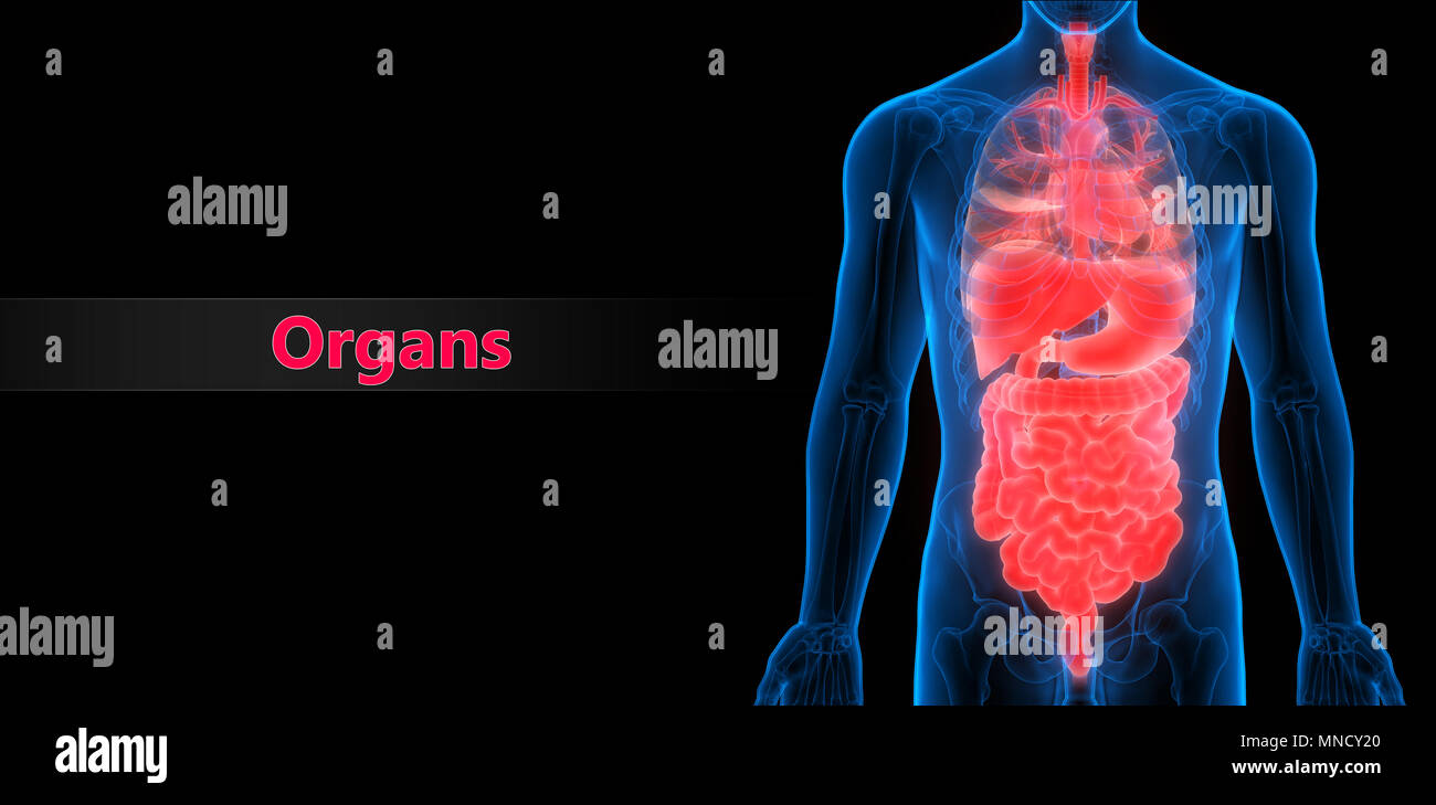 Menschlichen Körper Organe Anatomie Stockfotografie - Alamy