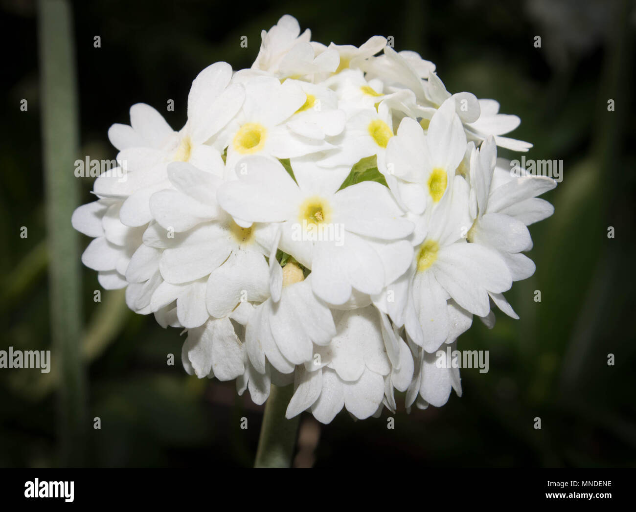 Blume Mit Gelber Kugel