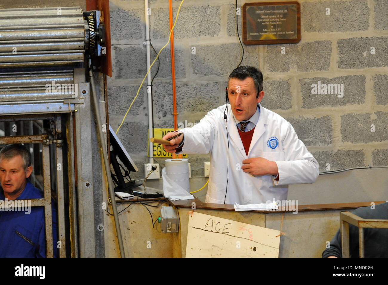 Shetland cattle -Fotos und -Bildmaterial in hoher Auflösung – Alamy