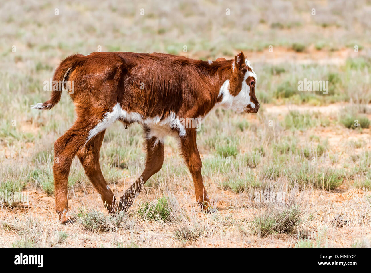Kleines Kalb Stockfotos und -bilder Kaufen - Alamy