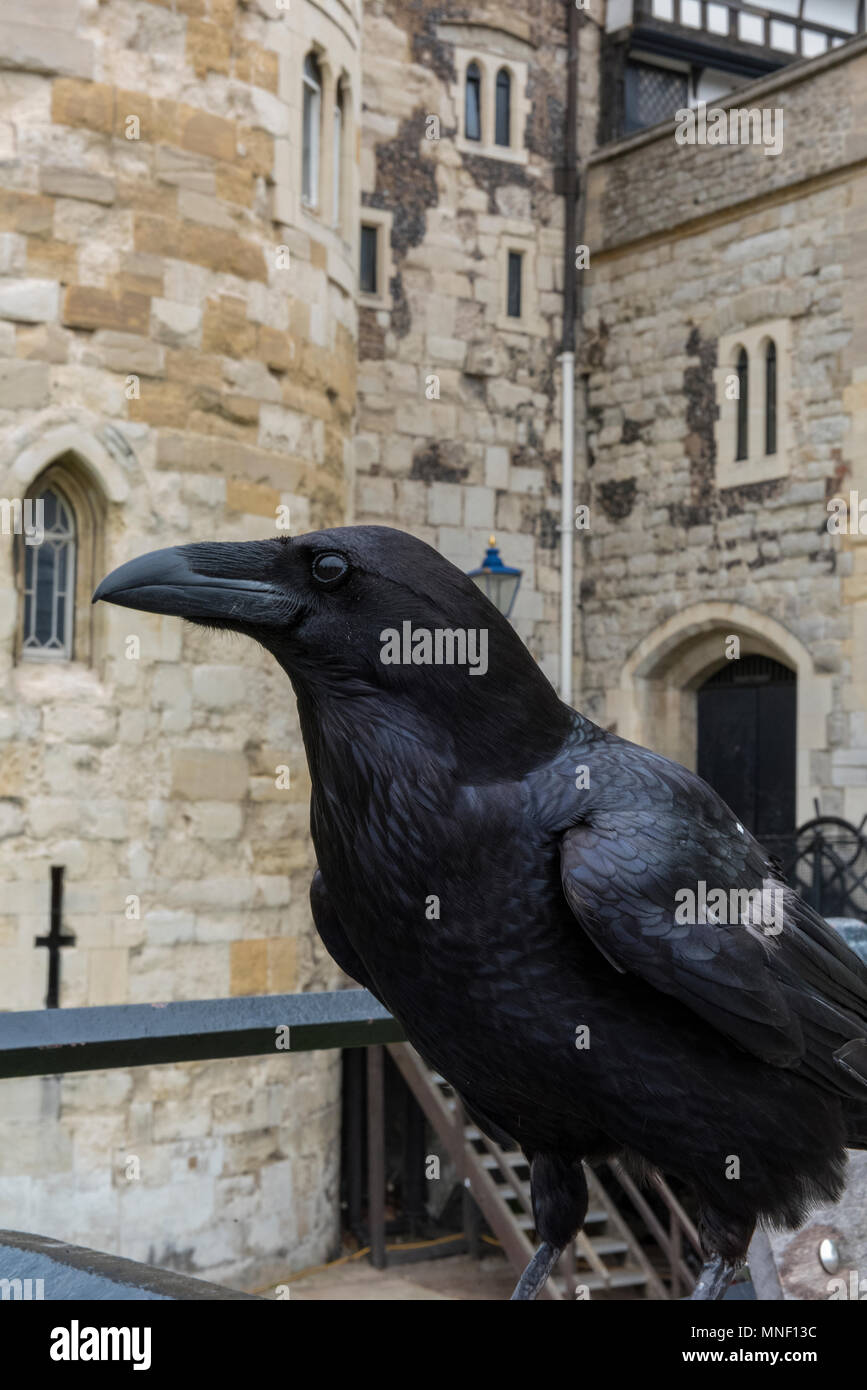 Ein großer schwarzer Rabe Der Corvids Familie auf dem Geländer ...