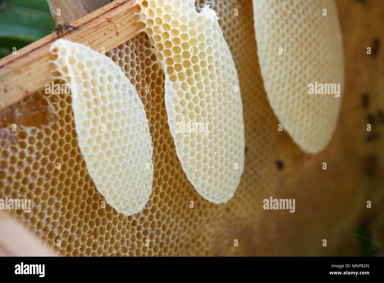 Super bienen -Fotos und -Bildmaterial in hoher Auflösung – Alamy