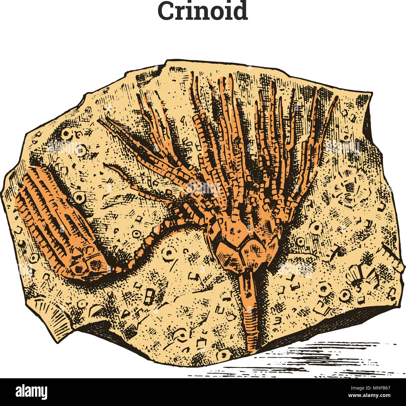 Erhaltene Crinoid Muster. Fragment, fossil, Skelett der prähistorischen ...