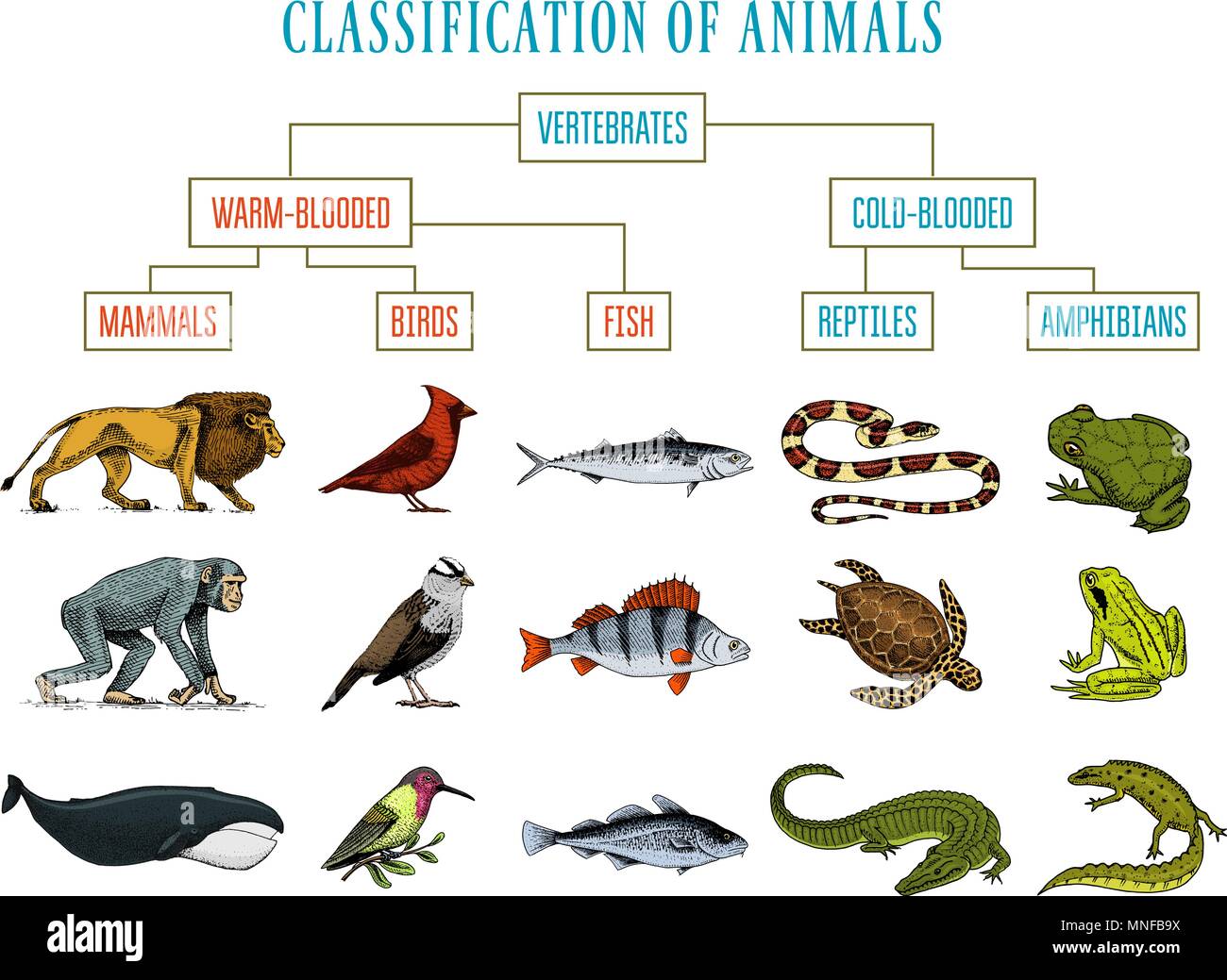 Klassifizierung der Tiere. Reptilien Amphibien Säugetiere Vögel ...