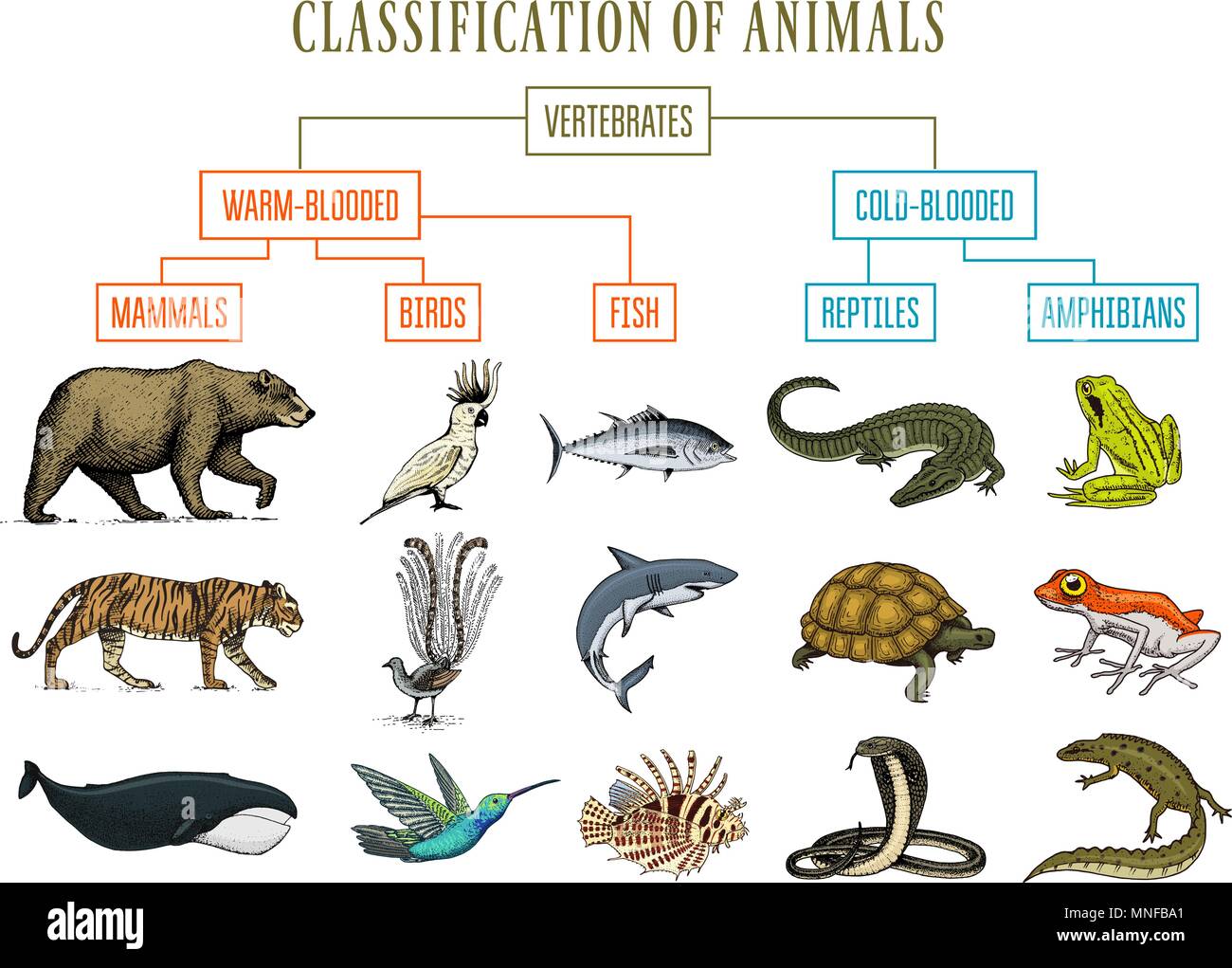 Klassifizierung der Tiere. Reptilien Amphibien Säugetiere Vögel ...