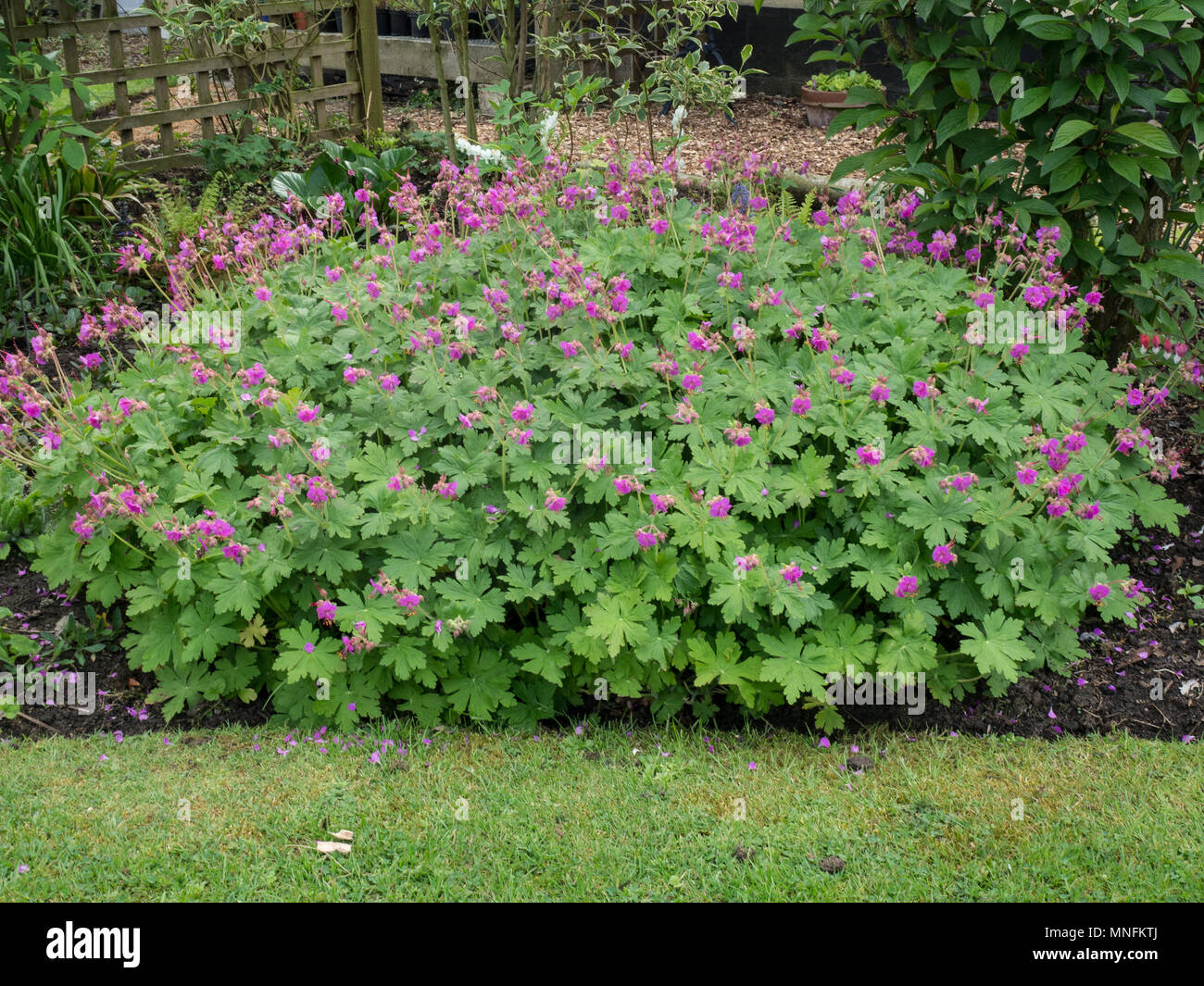 Geranium macrorrhizum czakor -Fotos und -Bildmaterial in hoher ...
