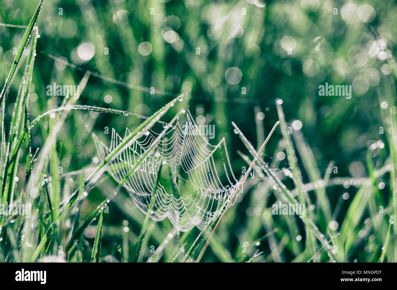 Shiny spider web -Fotos und -Bildmaterial in hoher Auflösung – Alamy