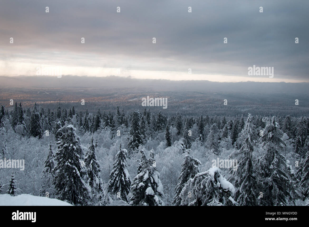 Dunkle Nadelwälder (borealen Nadelwald). Dichten sumpfigen Wald in ...