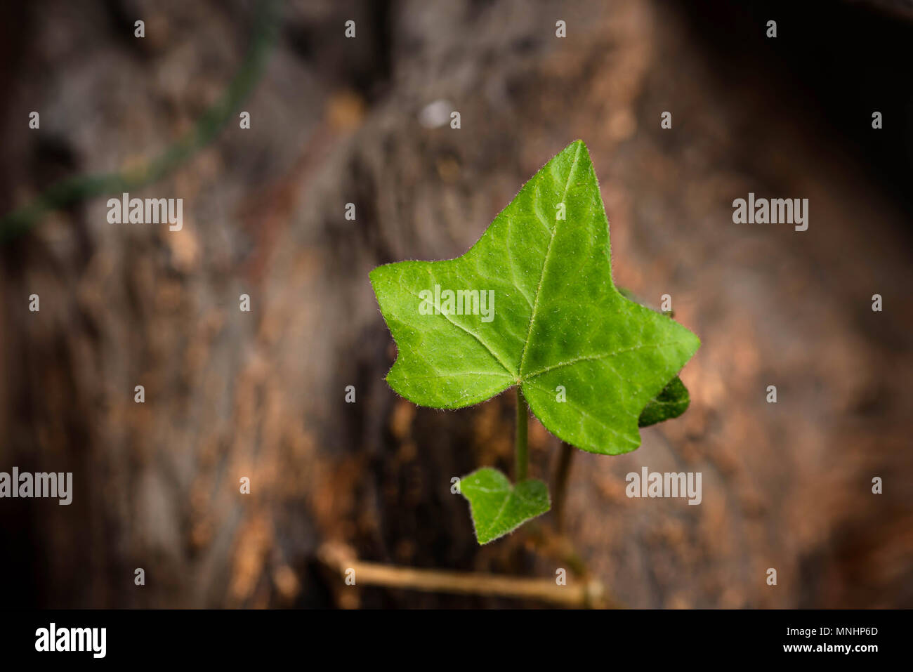 Englisches efeublatt -Fotos und -Bildmaterial in hoher Auflösung – Alamy