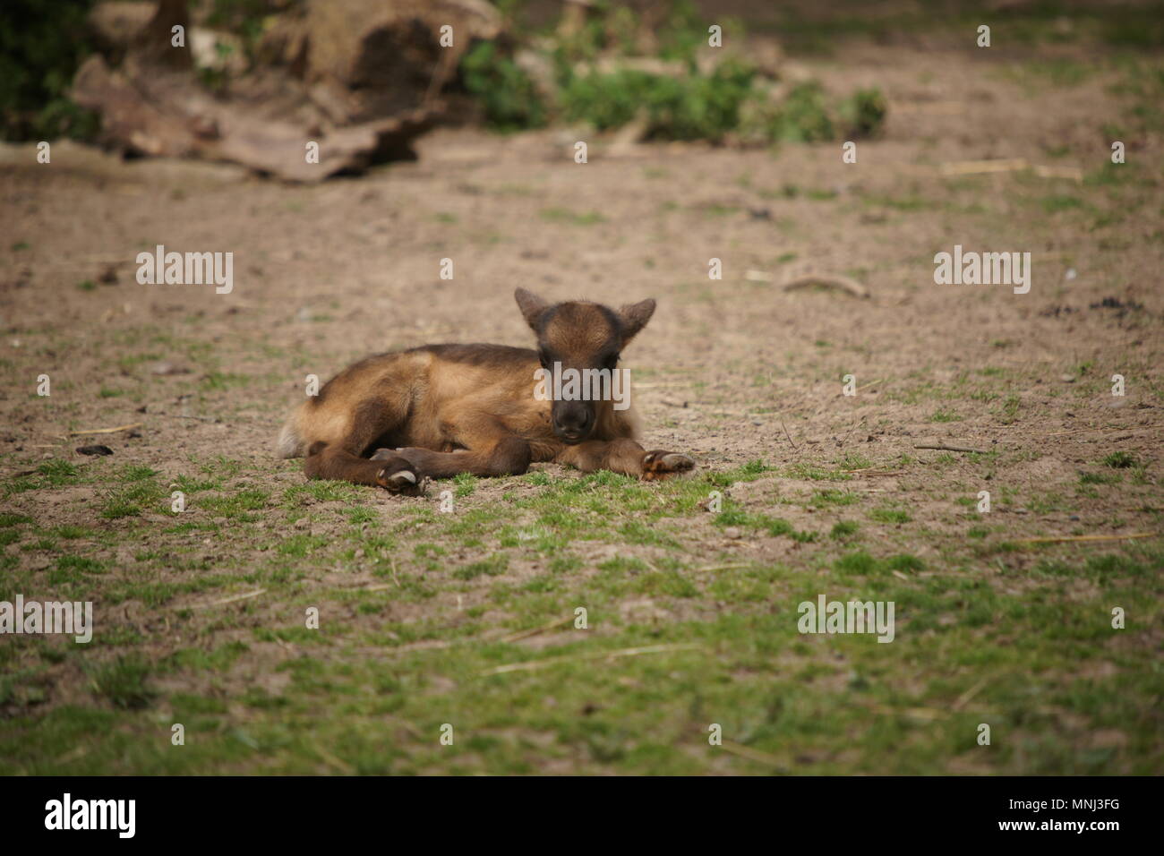 Rentier kalb -Fotos und -Bildmaterial in hoher Auflösung – Alamy