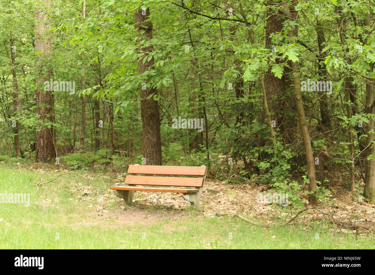 Bank in einem wald -Fotos und -Bildmaterial in hoher Auflösung – Alamy