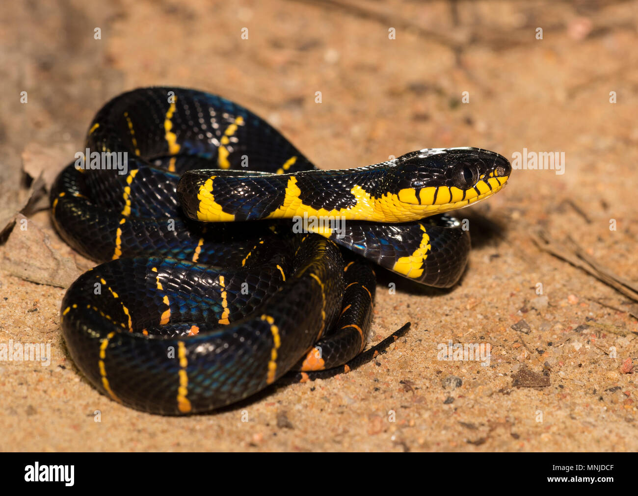 Ngoo plong tong -Fotos und -Bildmaterial in hoher Auflösung – Alamy