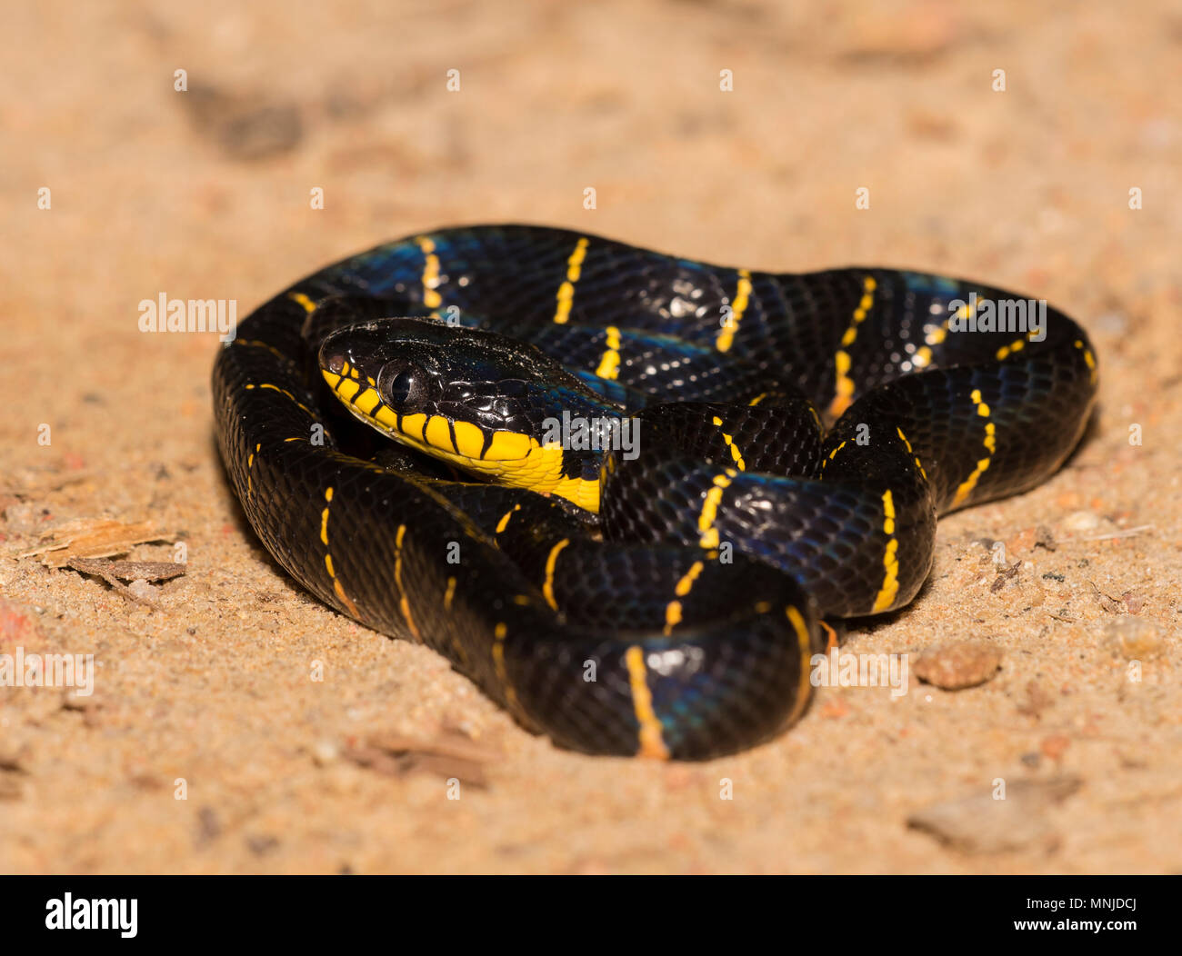 Ngoo plong tong -Fotos und -Bildmaterial in hoher Auflösung – Alamy