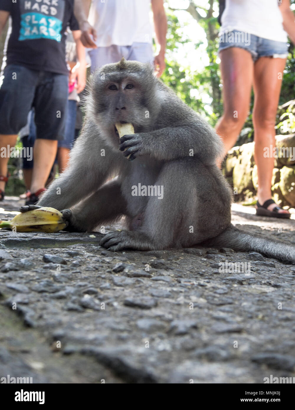 Affe, der banane isst -Fotos und -Bildmaterial in hoher Auflösung – Alamy