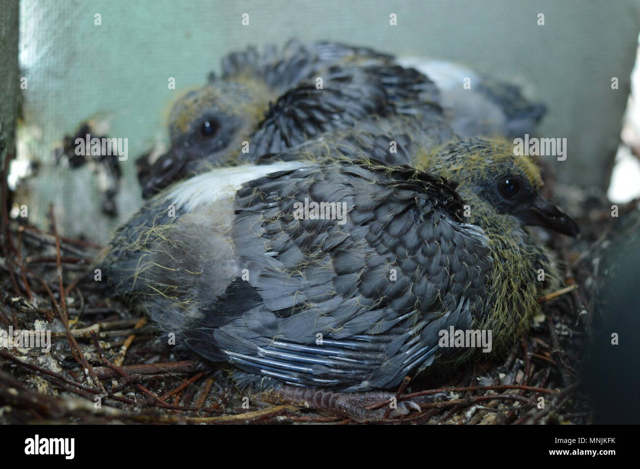 Baby tauben -Fotos und -Bildmaterial in hoher Auflösung – Alamy