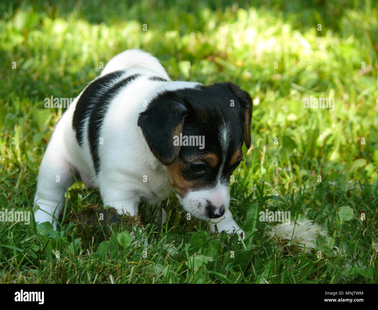 Jack russel terrier wenig -Fotos und -Bildmaterial in hoher Auflösung ...