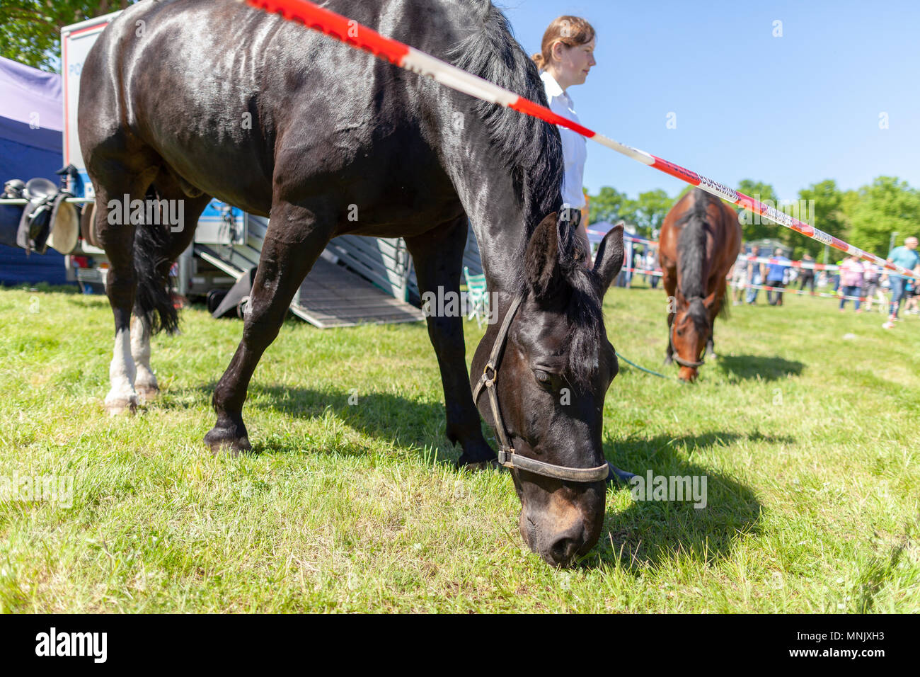 Delmenhorst/Deutschland - Mai 6, 2018: Die Deutsche Polizei Pferd ...
