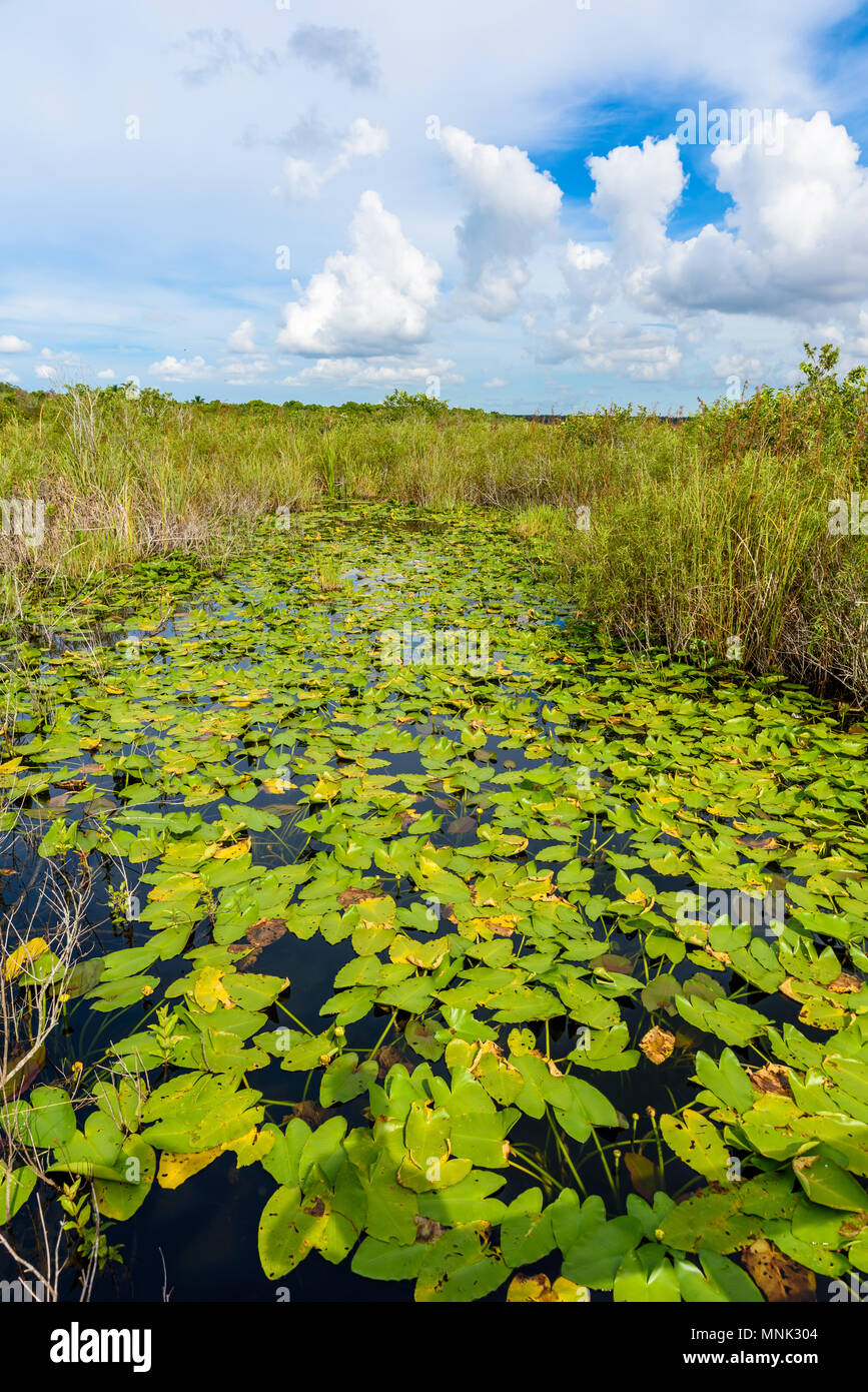 Usa florida aerial view everglades -Fotos und -Bildmaterial in hoher ...