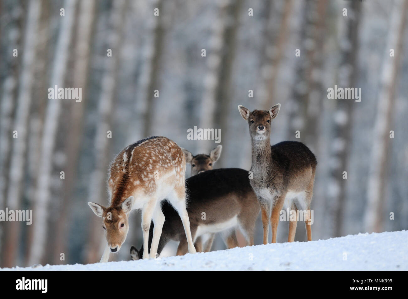 Herde Damwild Stockfotos und -bilder Kaufen - Alamy