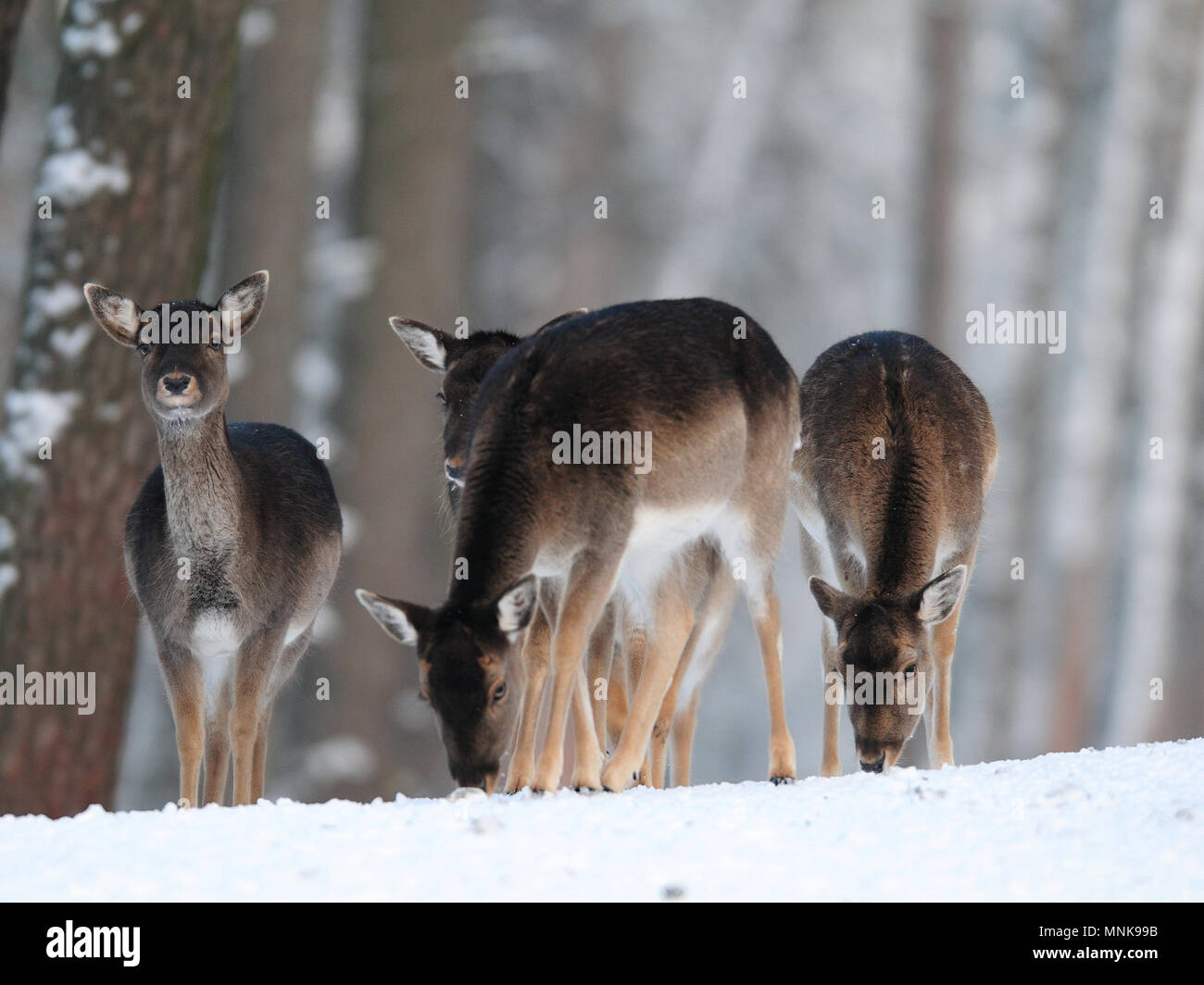 Herde Damwild Stockfotos und -bilder Kaufen - Alamy