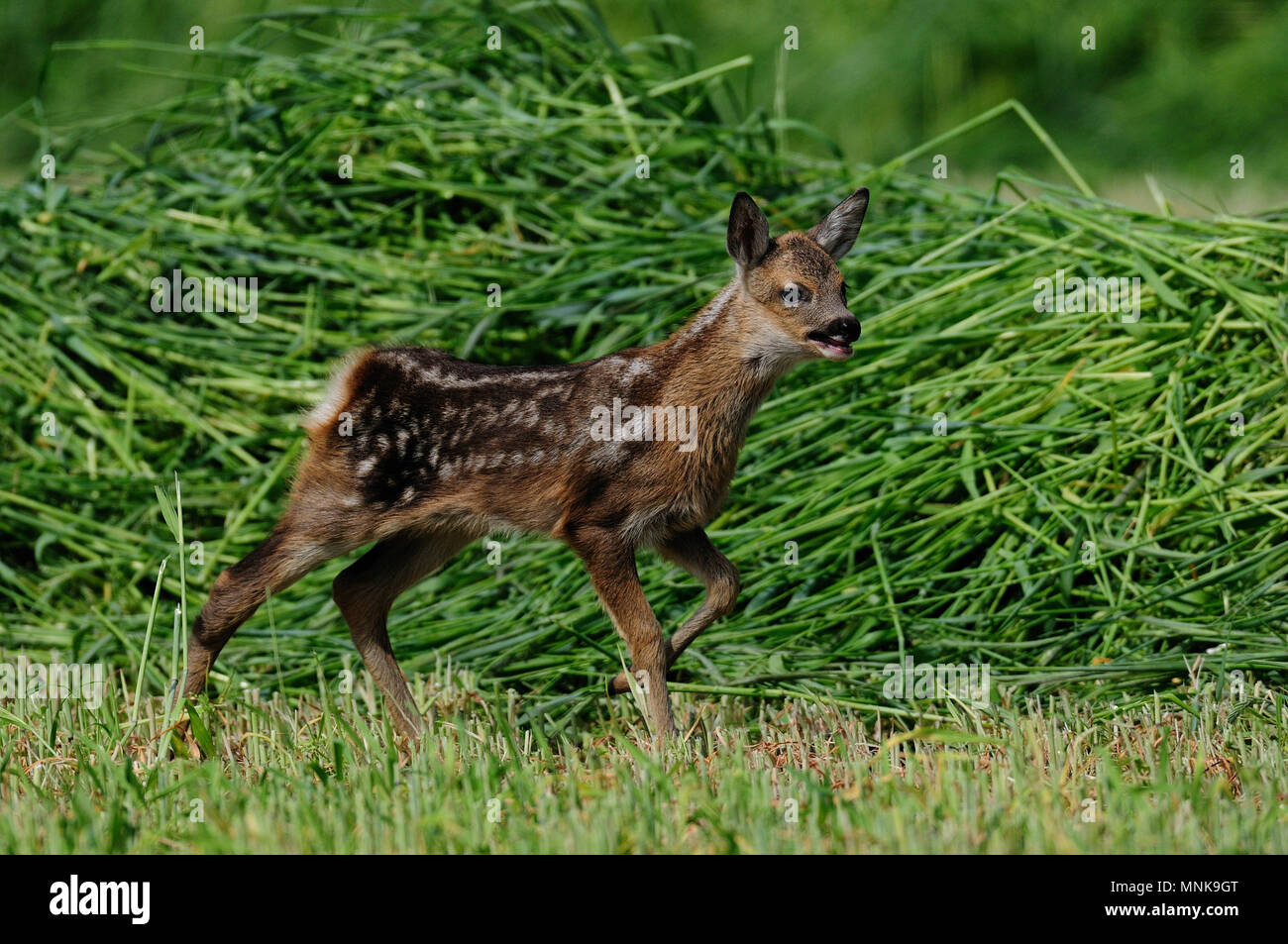 Reh, Capreolus Capreolus und Rehkitz Stockfotos und -bilder Kaufen - Alamy