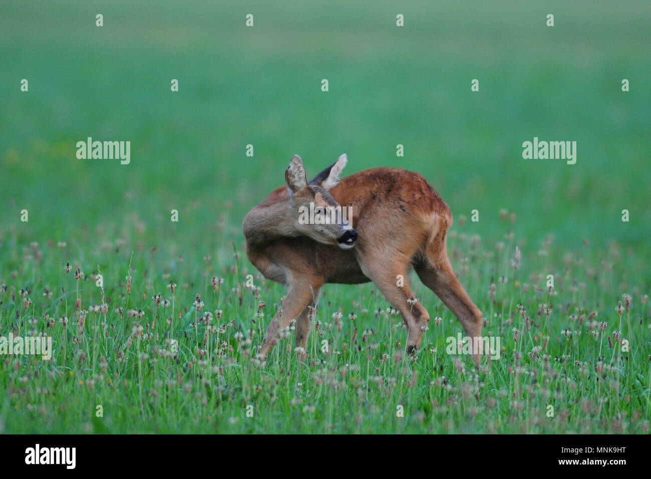 Geiss tier -Fotos und -Bildmaterial in hoher Auflösung – Alamy