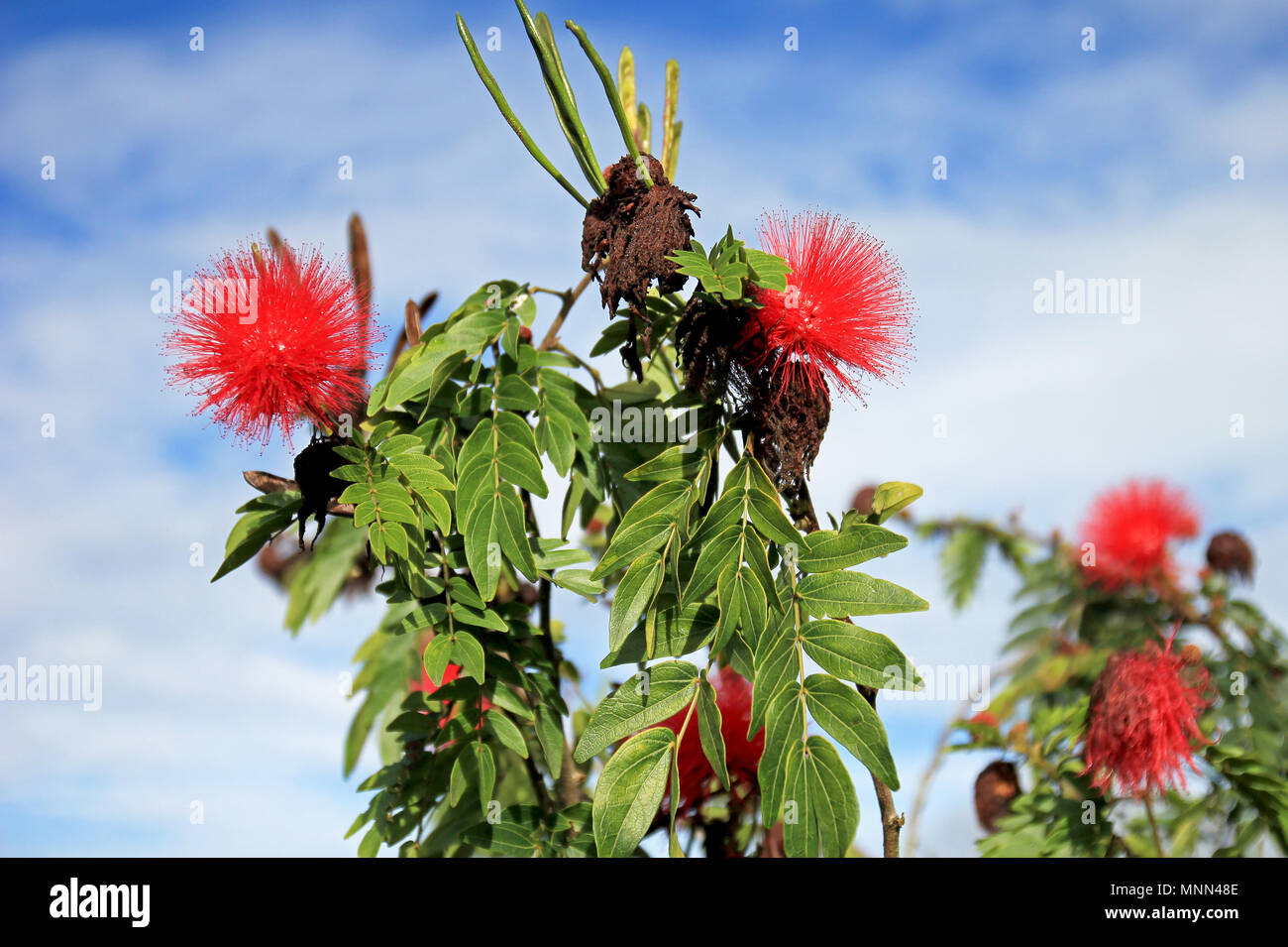 Roter calliandra -Fotos und -Bildmaterial in hoher Auflösung – Alamy