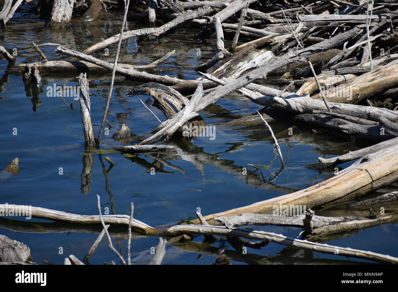 Timber dam -Fotos und -Bildmaterial in hoher Auflösung – Alamy